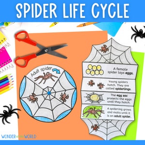 Life Cycle of a Spider Sequencing Science Crafts and Worksheets for ...