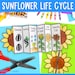 Life Cycle of a Pumpkin Foldable Activity for Kids A4 and 11x8.5 Inch ...