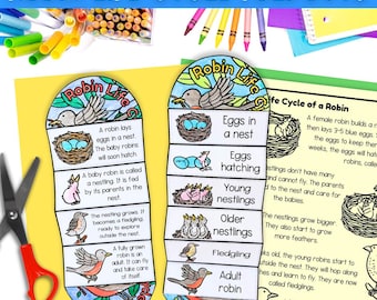 Life Cycle of a Northern Cardinal Bird Foldable Sequencing Activity for ...