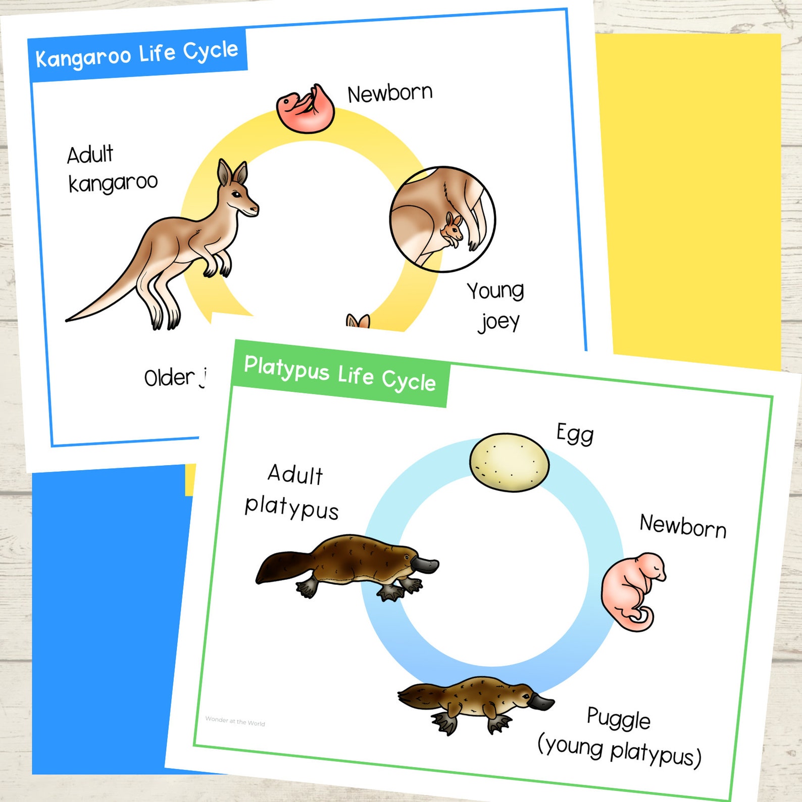 Australian Animals Mammals Life Cycle Foldout Science Learning ...