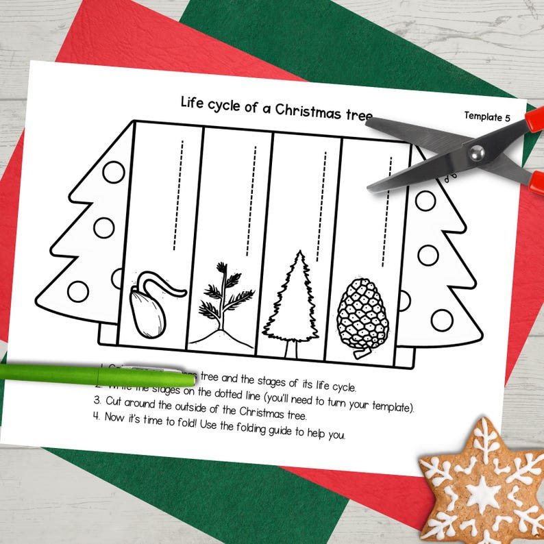 Life Cycle of a Christmas Tree Foldable Kids' Craft | A4 and 11x8.5 ...