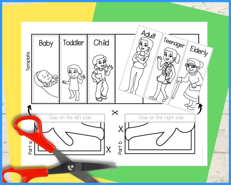 Human Life Cycle Foldable Sequencing Activity for Kids Printable US ...