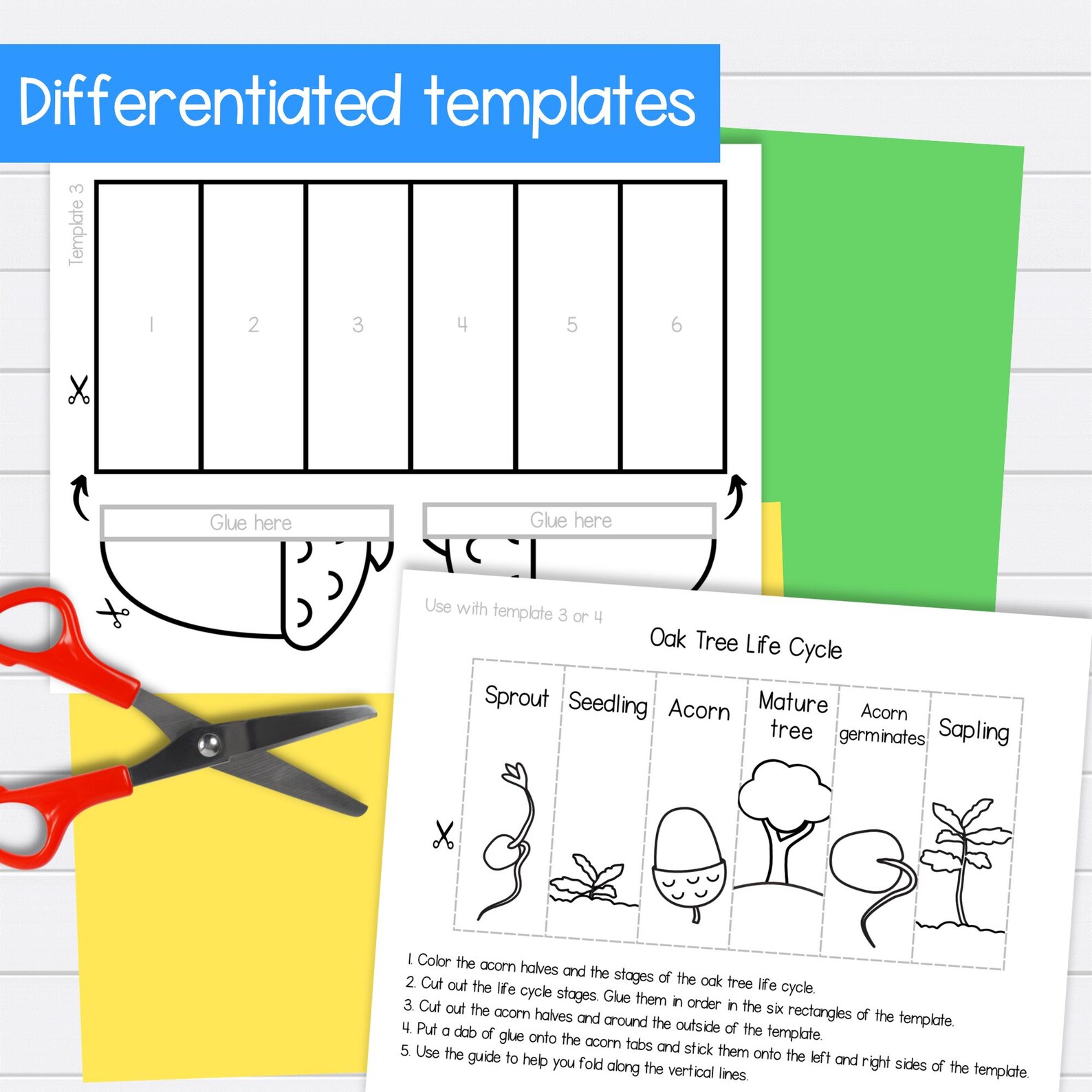 Oak Tree Life Cycle Acorn Foldable Science Foldout Craft A4 and US ...