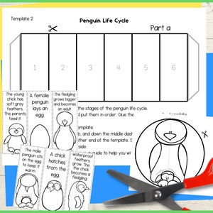 Life Cycle of a Penguin Foldable Kids' Craft Activity | A4 and 11x8.5 ...