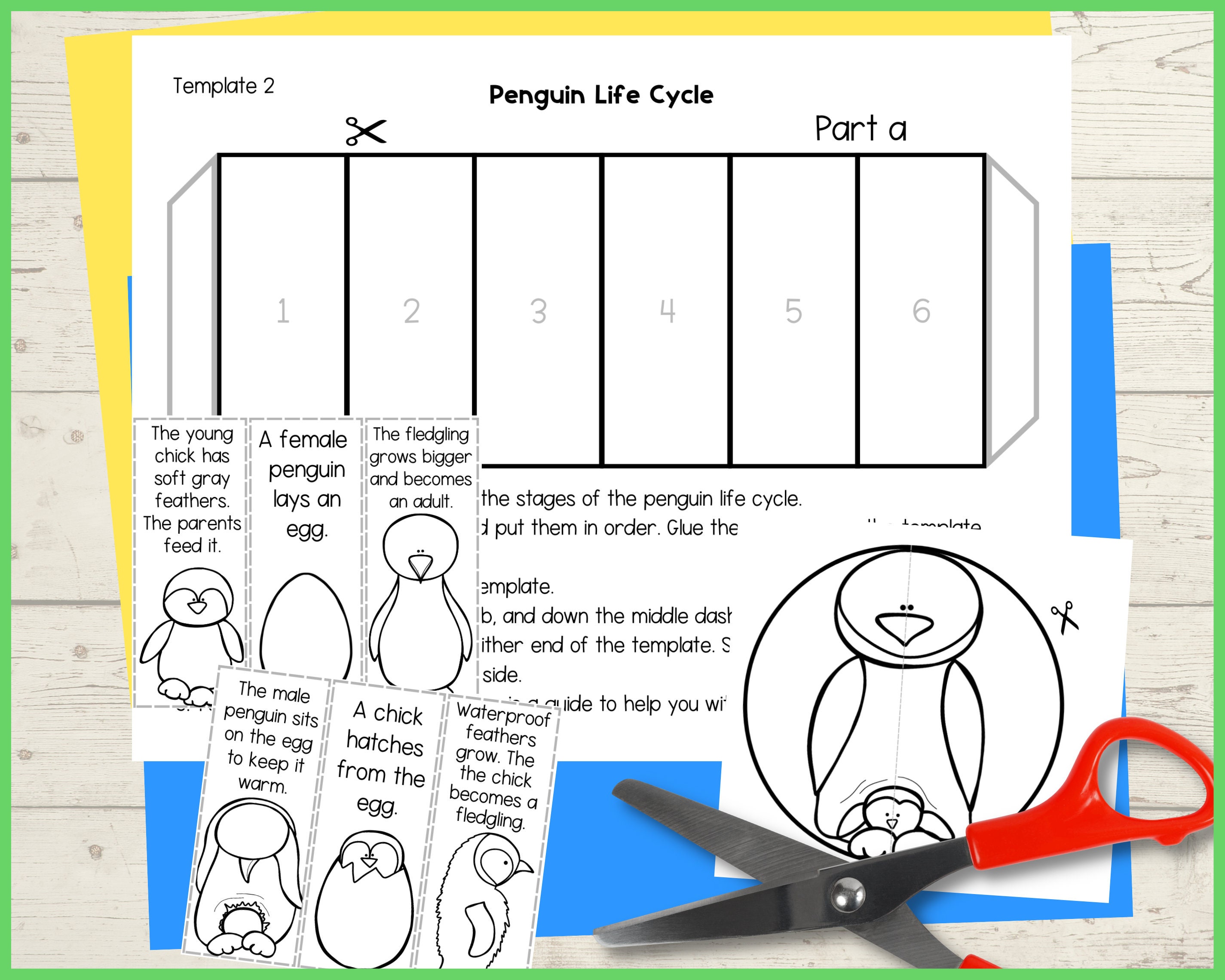 Life Cycle of a Penguin Foldable Kids' Craft Activity | A4 and 11x8.5 ...