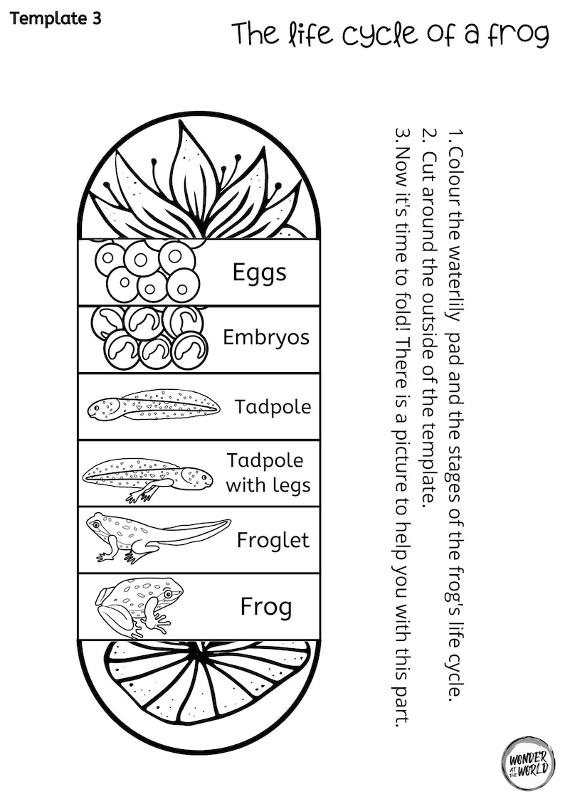 Life Cycle of a Frog Foldable Kids' Craft A4 and 11x8.5 | Etsy UK