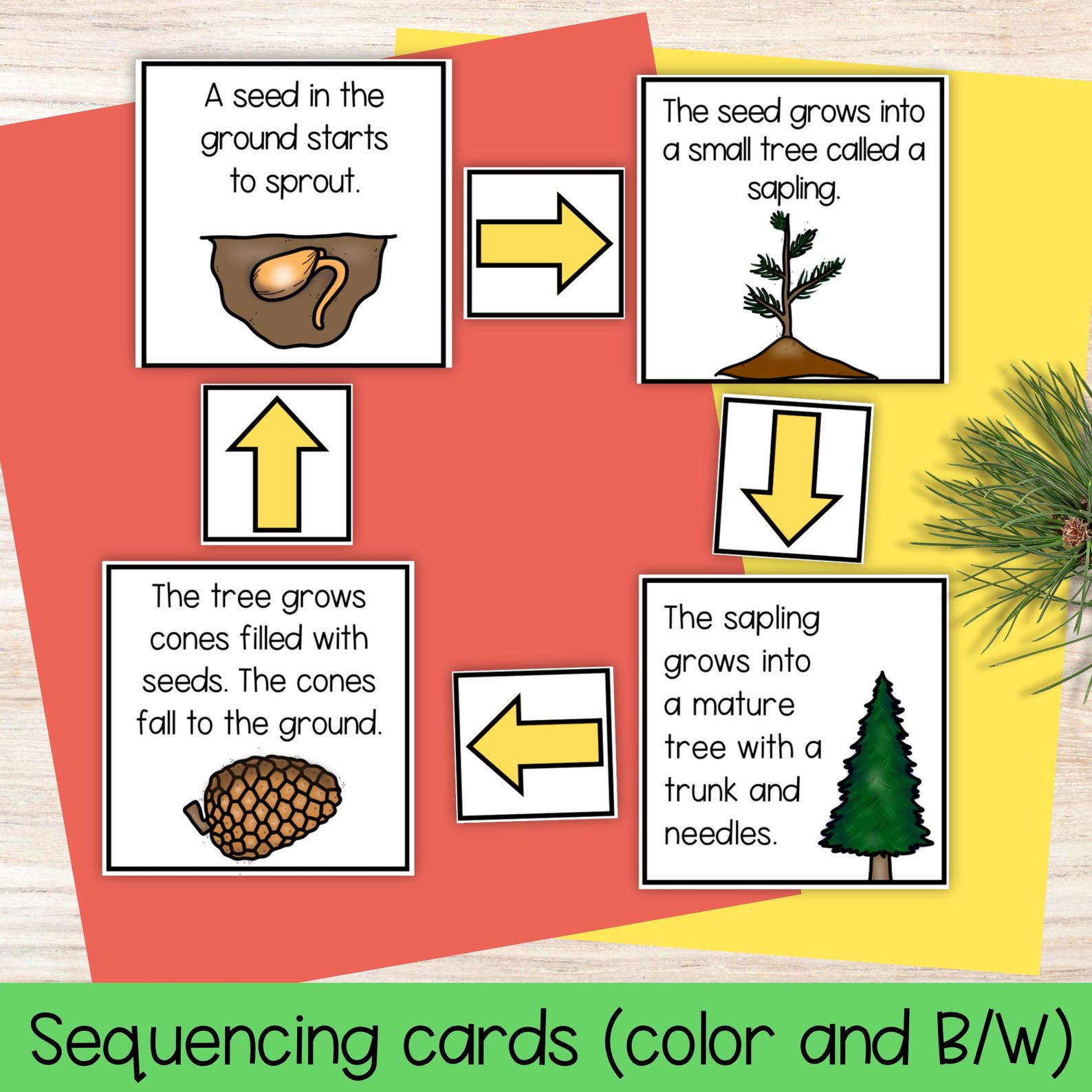 Life Cycle of a Coniferous Christmas Tree Sequencing Spinner Wheel ...