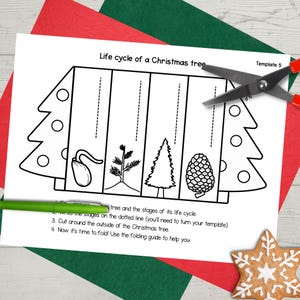 Life Cycle of a Coniferous Christmas Tree Foldout and Spinner Craft ...