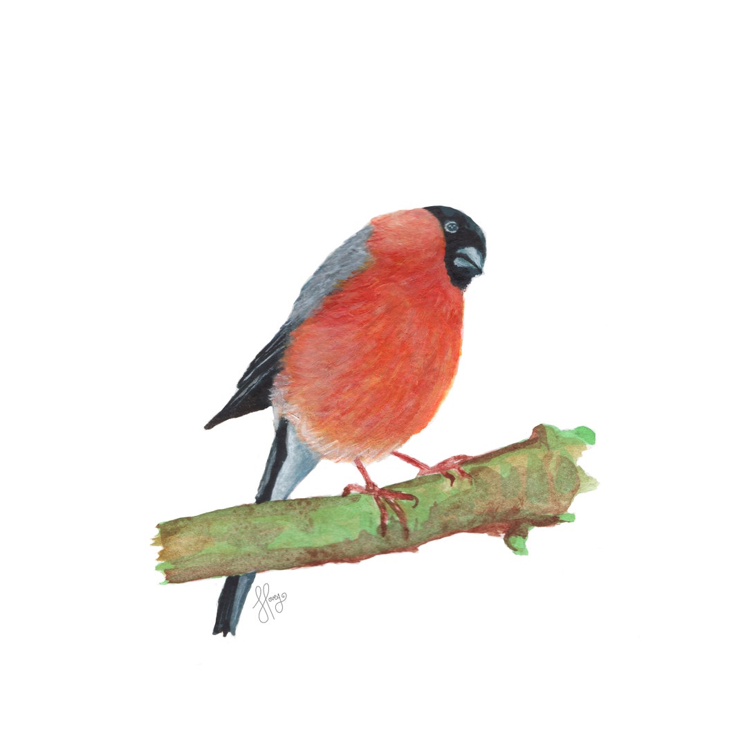 Bullfinch DOWNLOAD Watercolour and Acrylic Painting - Etsy