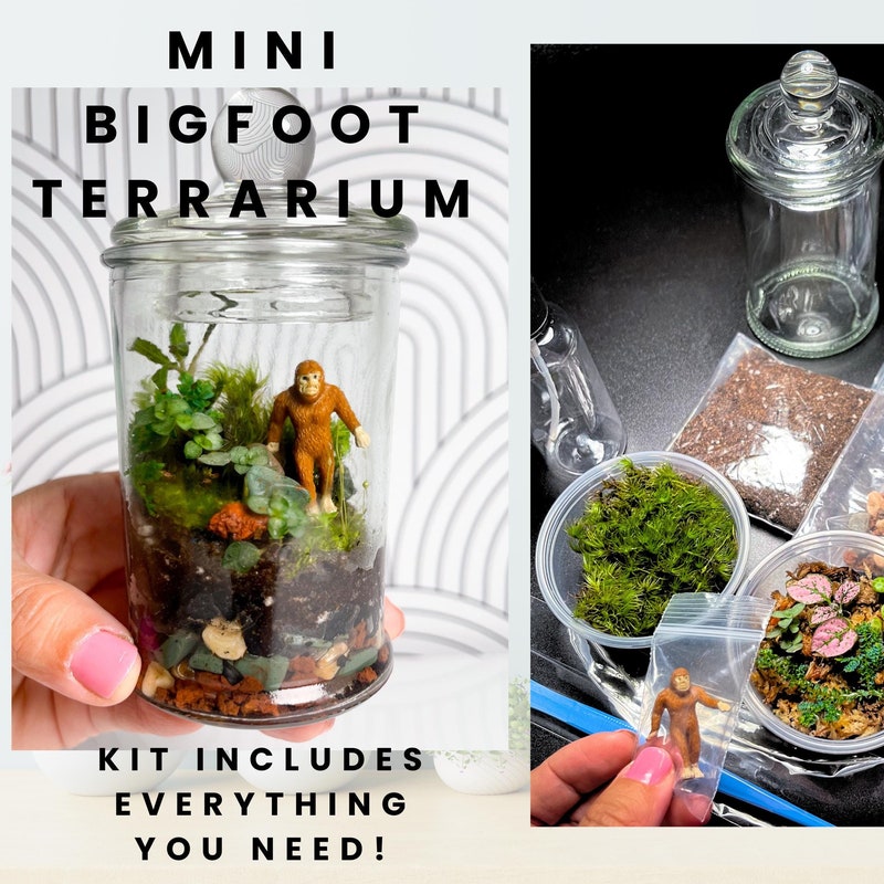 Terrarium Kit - Etsy