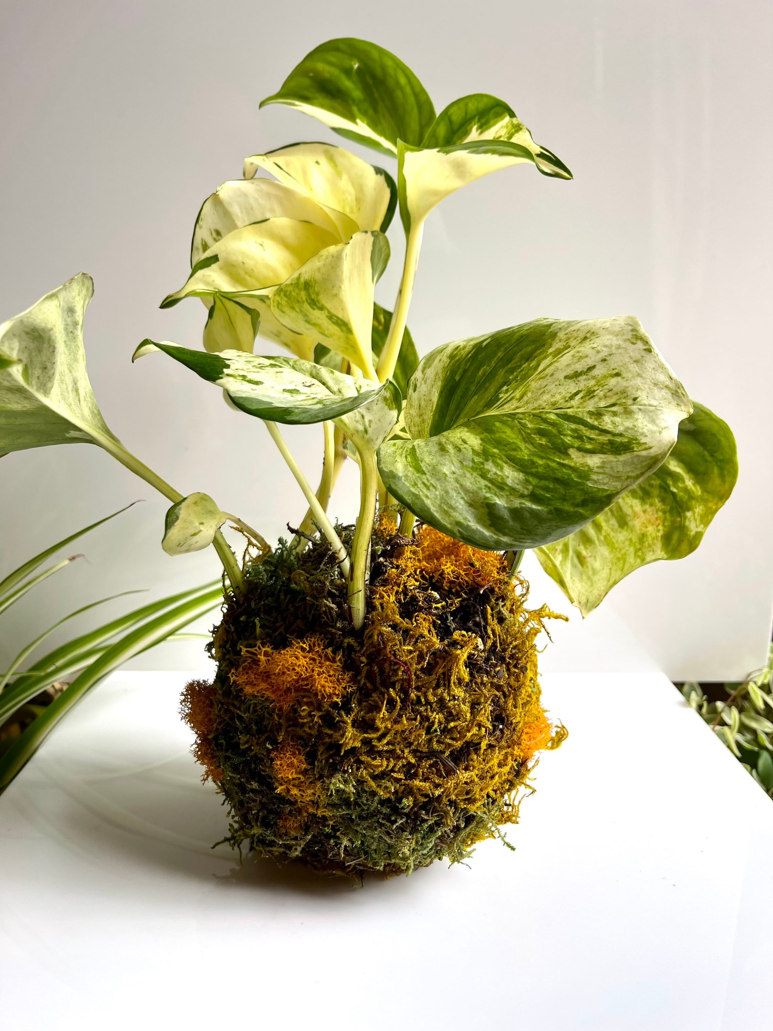 Kokedama Moss Ball Custom Made Gift for Her Plant Lover Gift Boho Decor ...