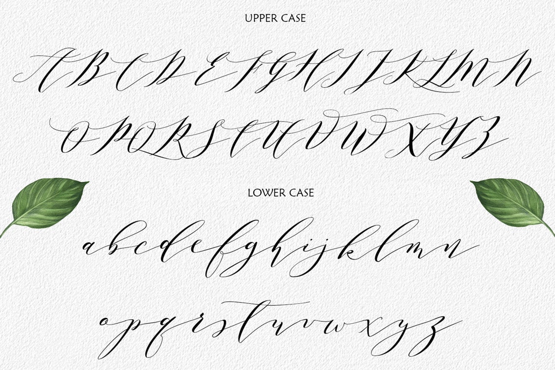 Font Fonts Chloe Download Digital Font Calligraphy Font | Etsy