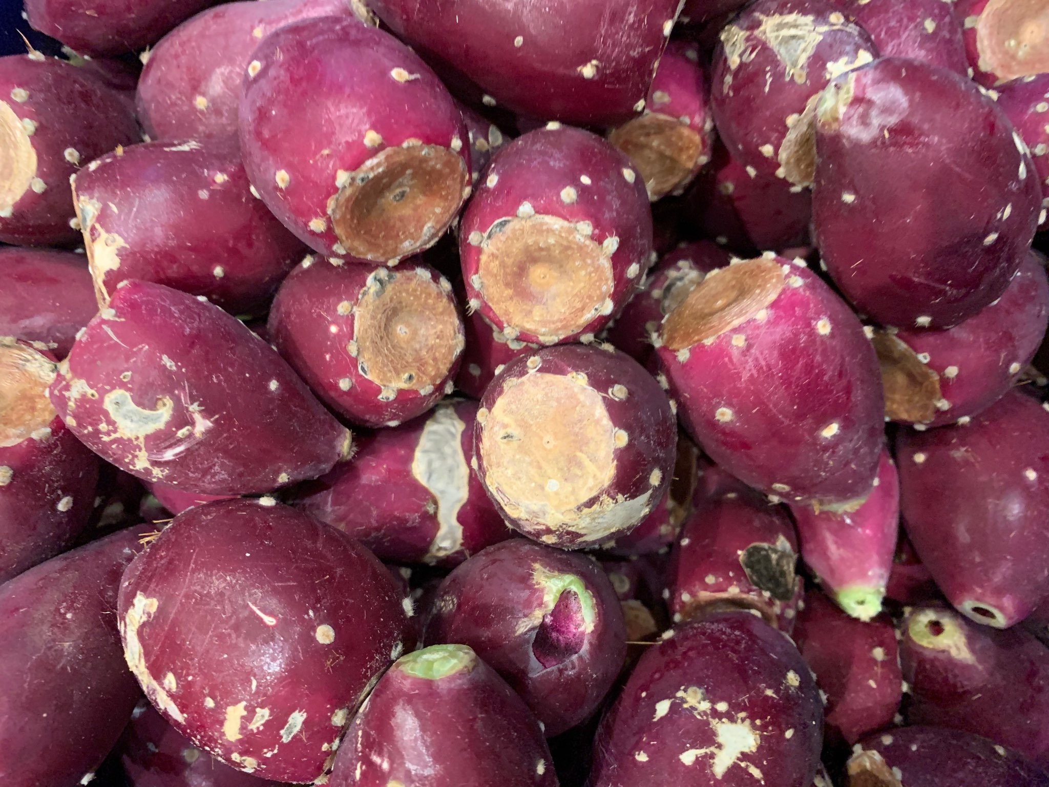 Prickly Pear Jelly (8oz Jar) - Etsy