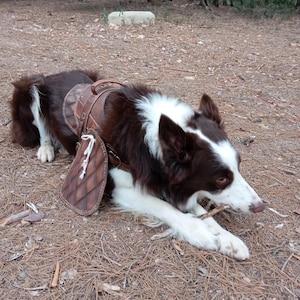 Leather Pattern Dog Harness Template DIY Pet Armor Template - Etsy