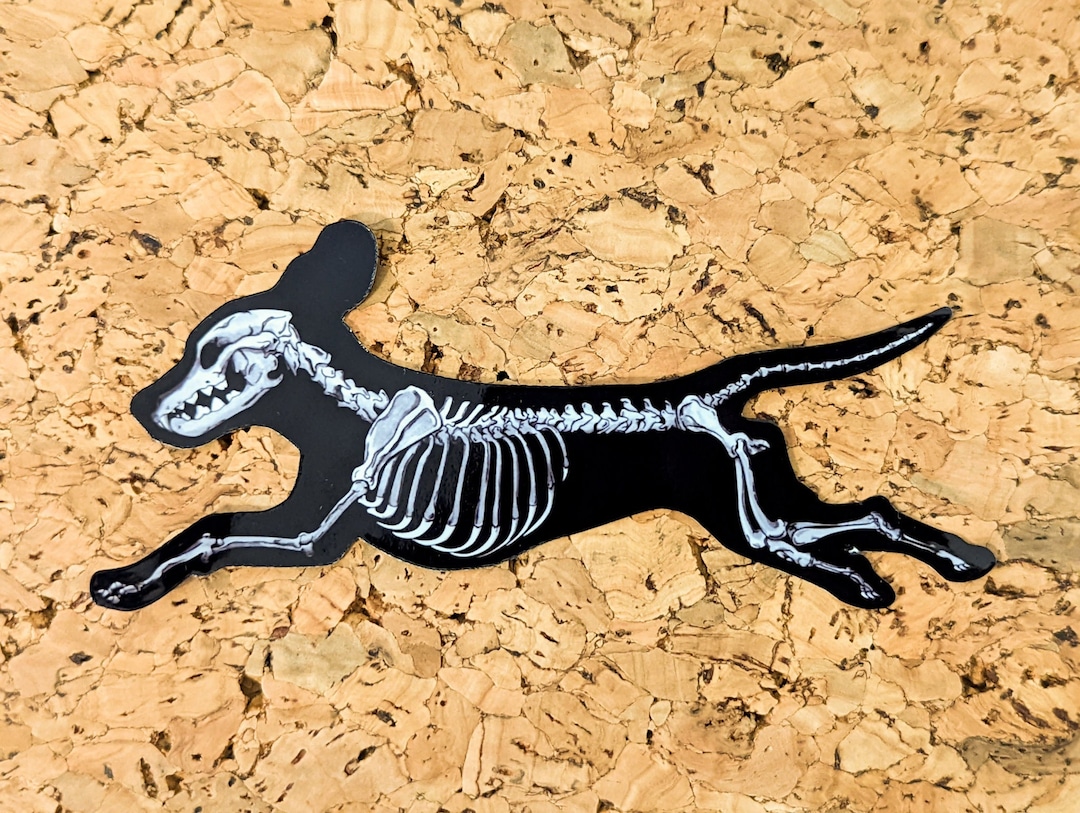 Beagle Dog Skeleton Anatomy Silhouette | Vinyl Decal Glossy Sticker - Etsy