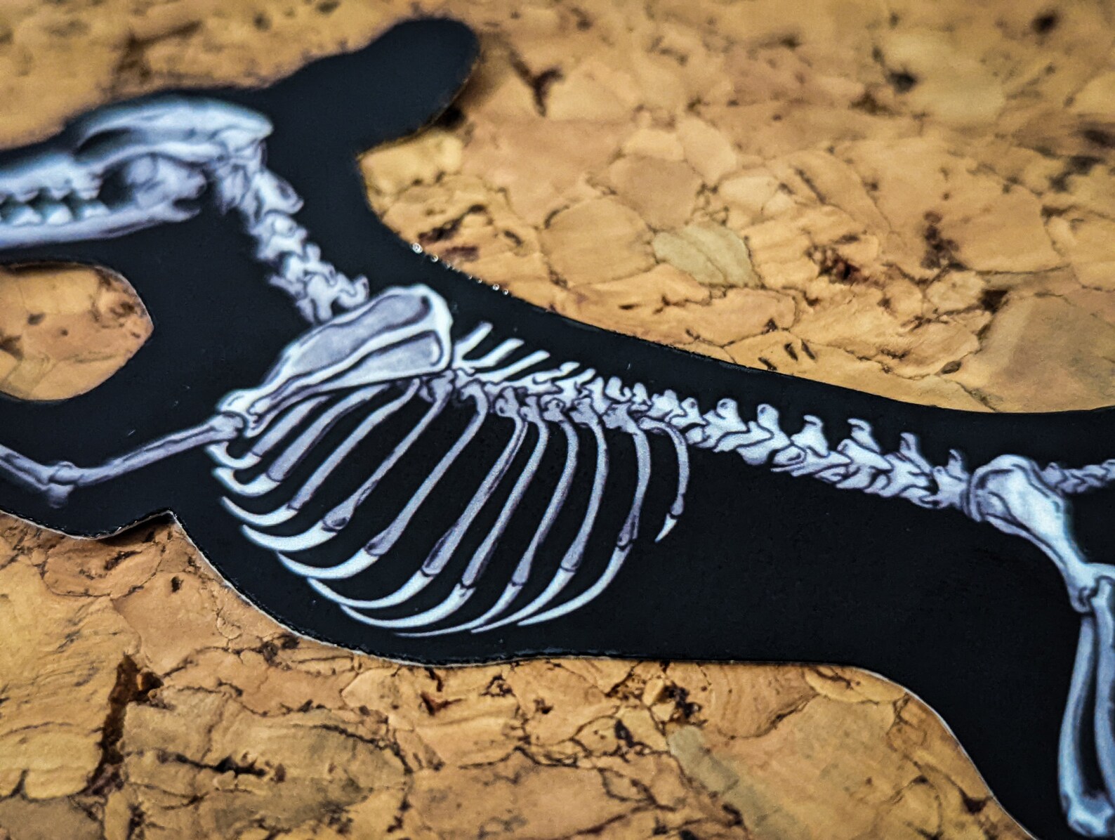Beagle Dog Skeleton Anatomy Silhouette | Vinyl Decal Glossy Sticker ...