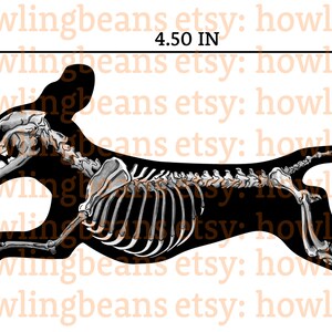 Beagle Dog Skeleton Anatomy Silhouette | Vinyl Decal Glossy Sticker - Etsy
