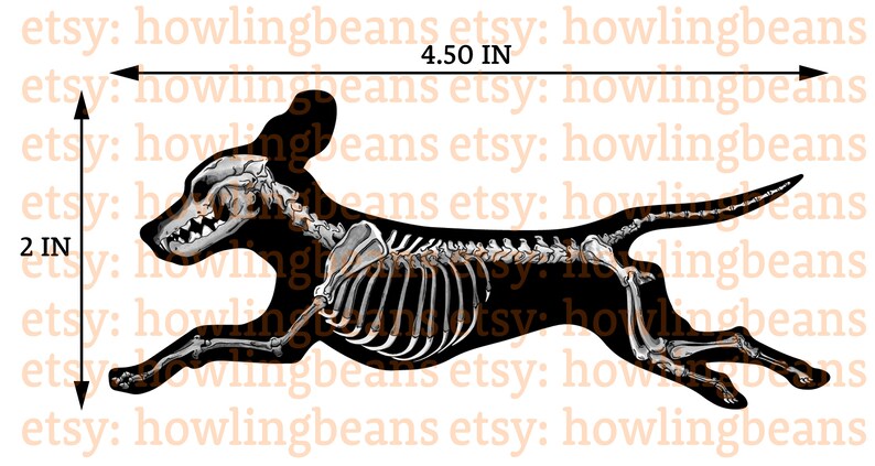 Beagle Dog Skeleton Anatomy Silhouette Vinyl Decal Glossy - Etsy