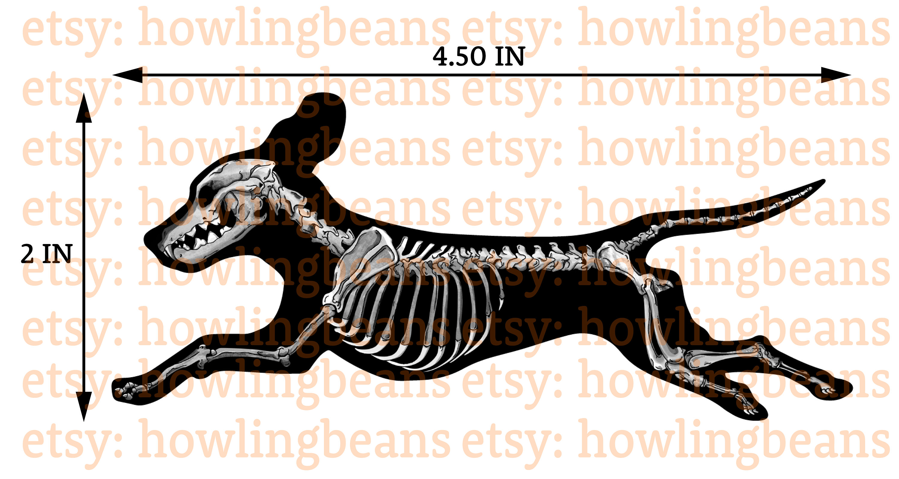 Beagle Dog Skeleton Anatomy Silhouette | Vinyl Decal Glossy Sticker ...