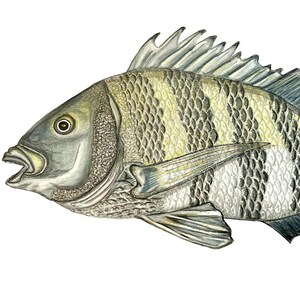 Sheepshead Original Art Canvas Print 20x10 - Etsy