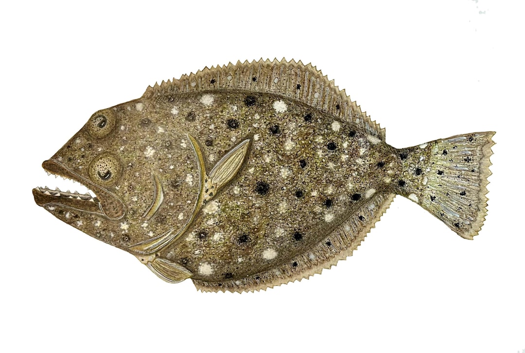 Summer Flounder Original Art Canvas Print 20x10 - Etsy