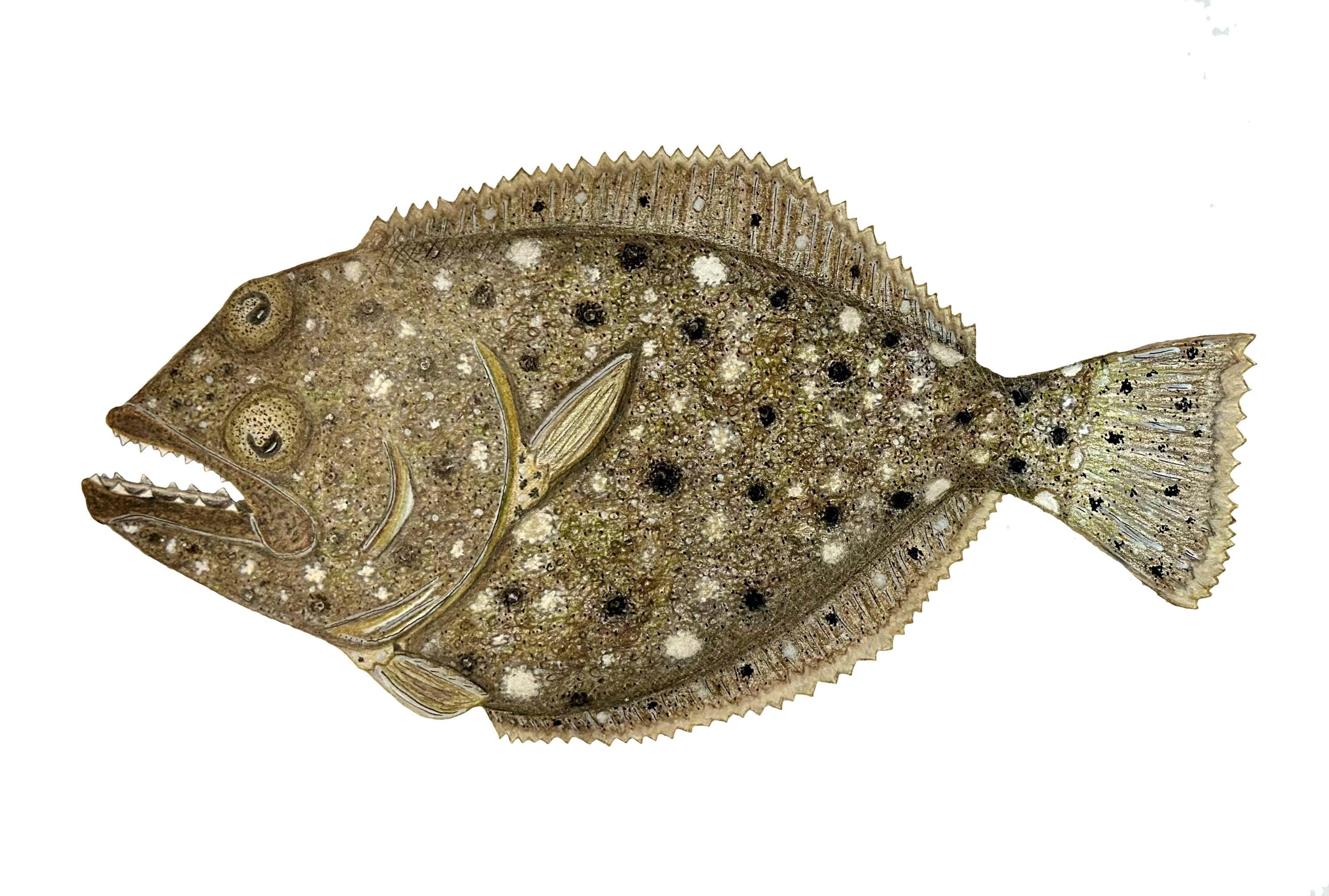 Summer Flounder Original Art Canvas Print 20x10 - Etsy
