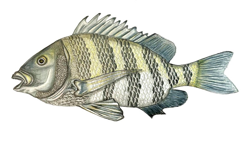 Sheepshead Original Art Canvas Print 20x10 - Etsy