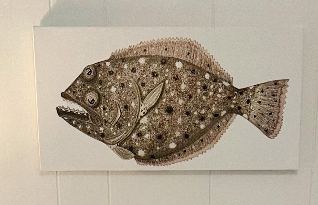 Summer Flounder Original Art Canvas Print 20x10 - Etsy