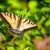Eastern Tiger Swallowtail Butterfly, Nature Photography, Butterfly ...
