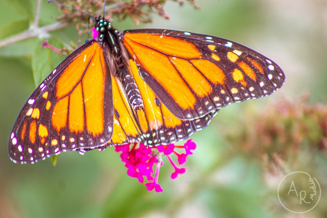 Monarch Butterfly, Nature Photography, Butterfly Photography, Photo ...