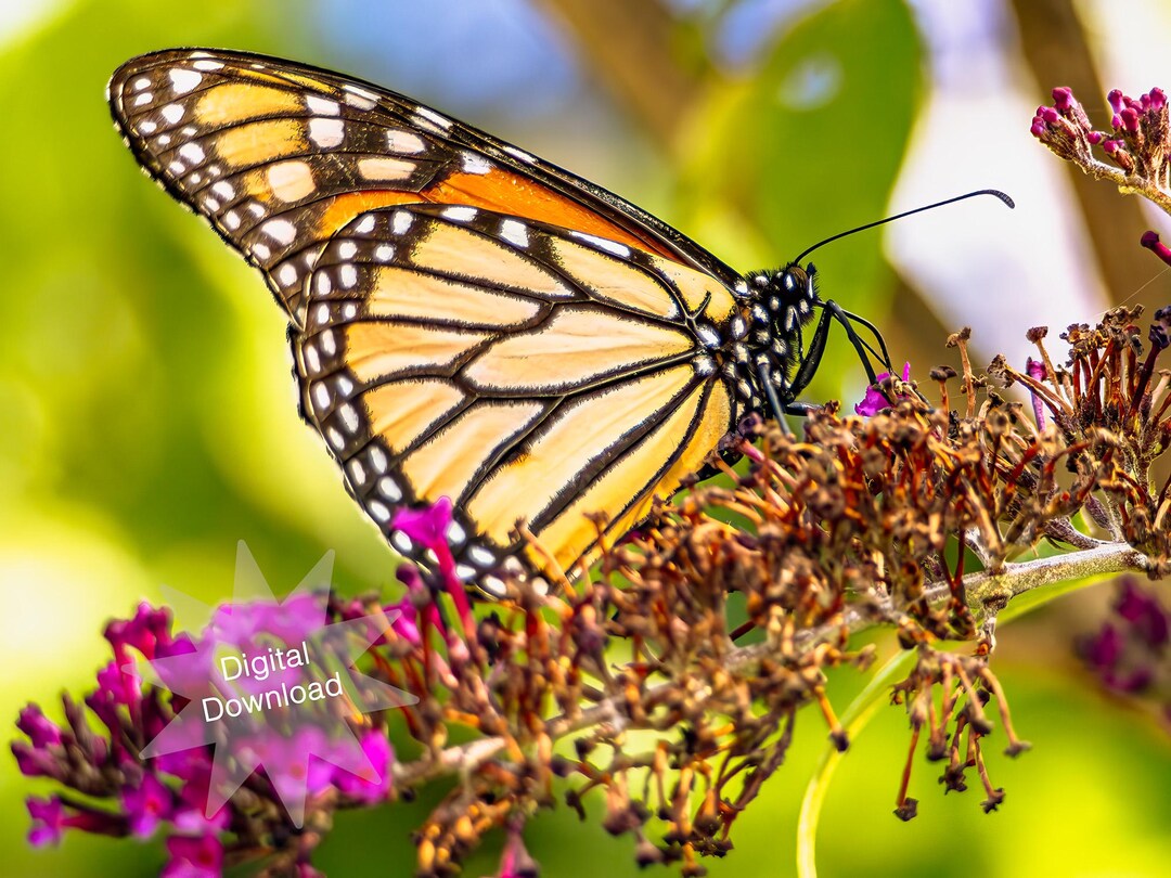 Monarch Butterfly, Butterfly Photography, Macro Photography, Nature ...