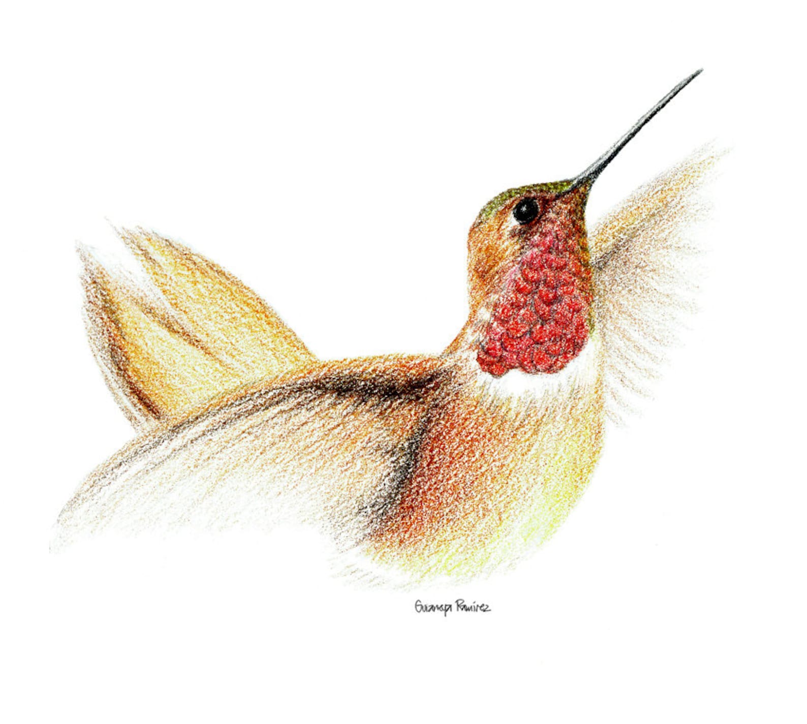 Rufous Hummingbird Illustration Print (home Decor, Bird Print, Animal ...