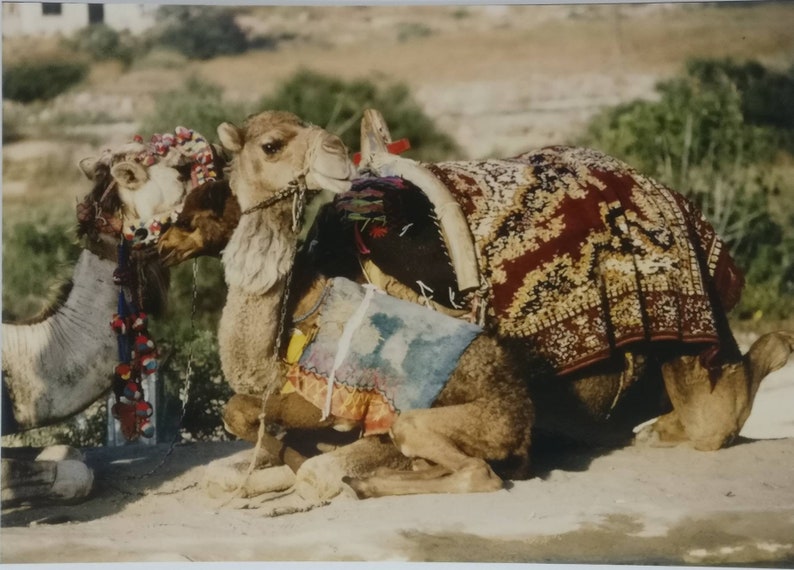 Wall Décor Old Photo Scenic view and Lady Riding A Camel Vernacular ...