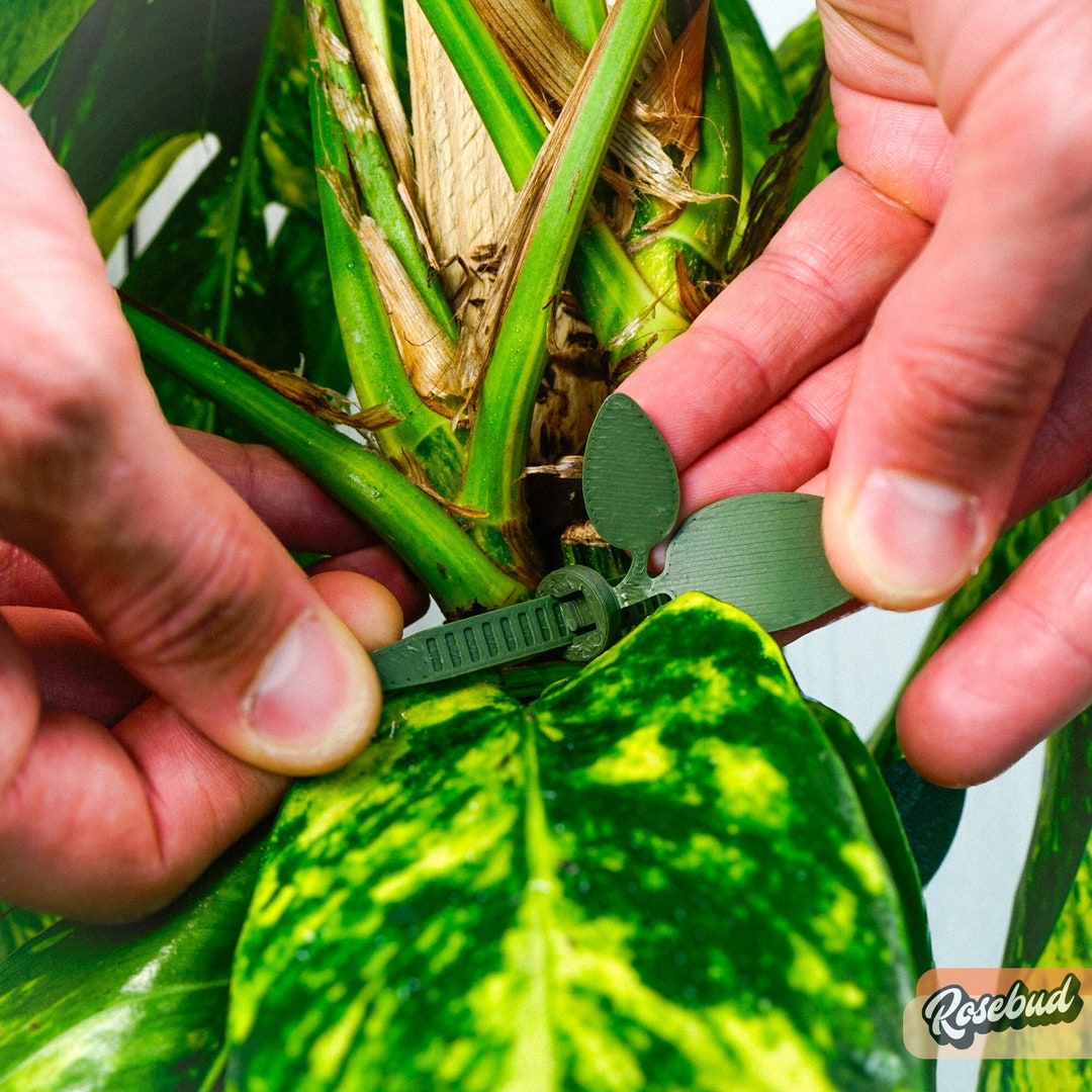 Climbing Houseplant Stem Support, Plant Stakes, Plant Accessories for ...