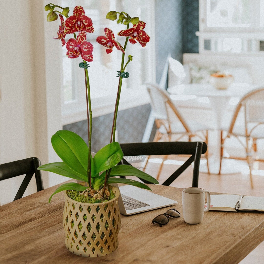 Unique Orchid Pot, Plant Pot With Drainage and Saucer, 3D Printed ...