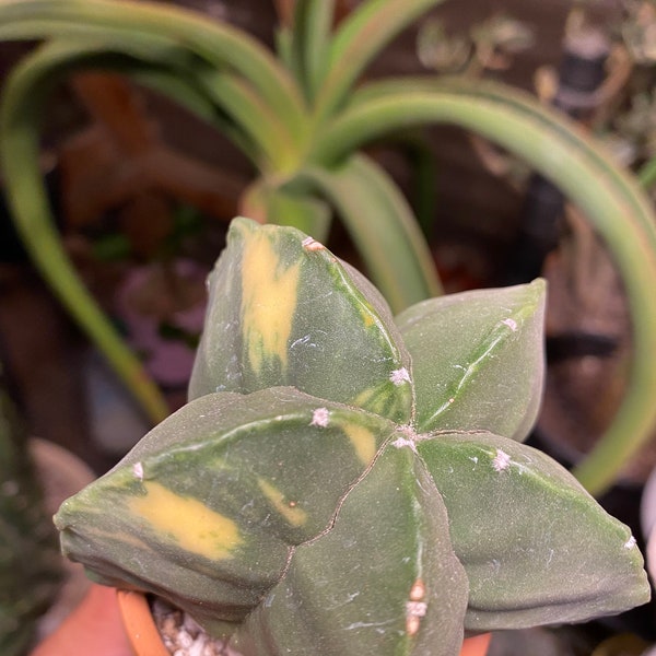 Variegated Astrophytum - Etsy