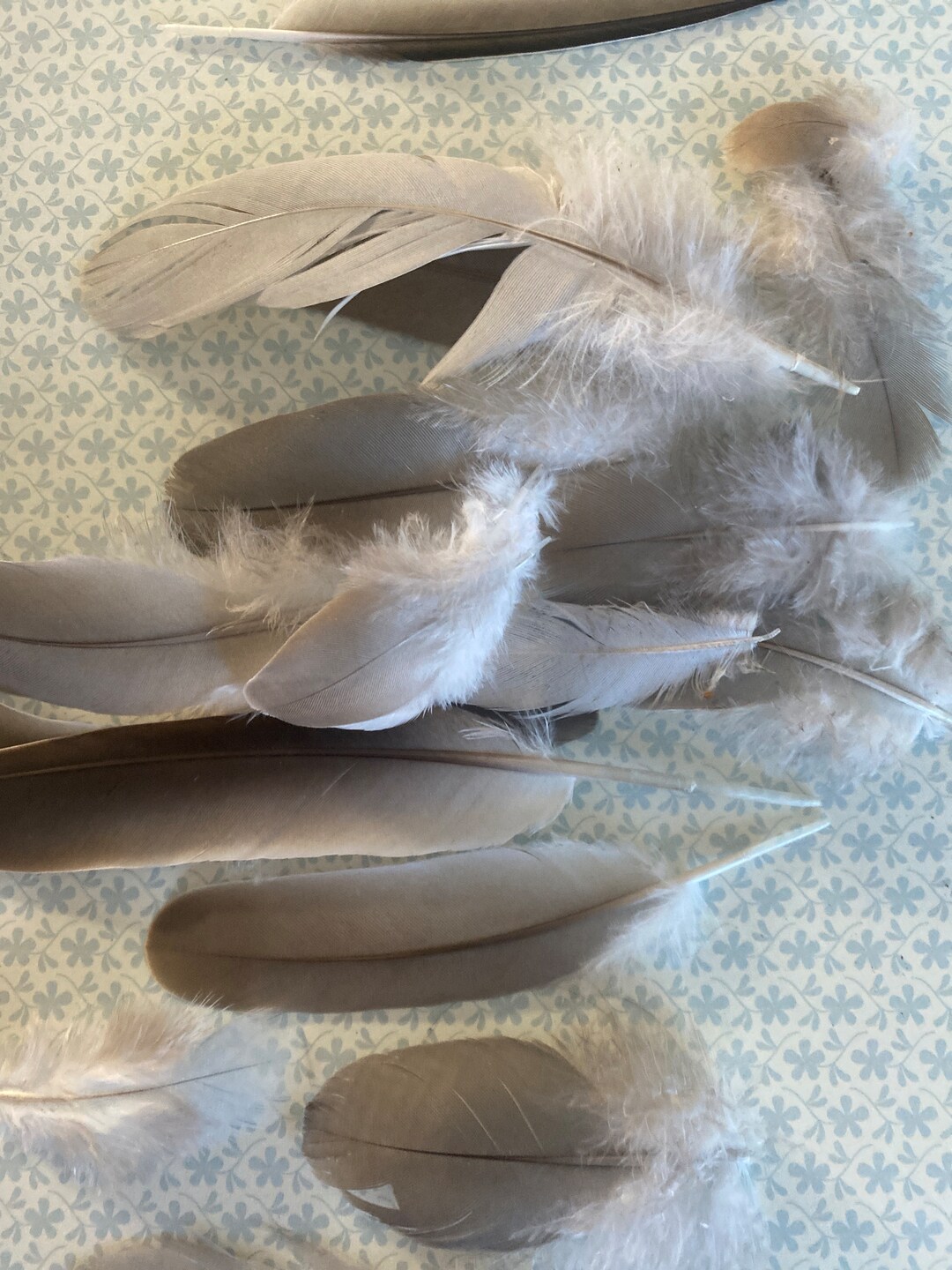 Collared Dove Feathers. Grey Weddings/ Decor. Accessories. Medium Size ...