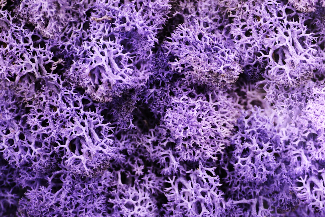 Quality Preserved Reindeer Moss (500g) Light Blue or Purple - Etsy