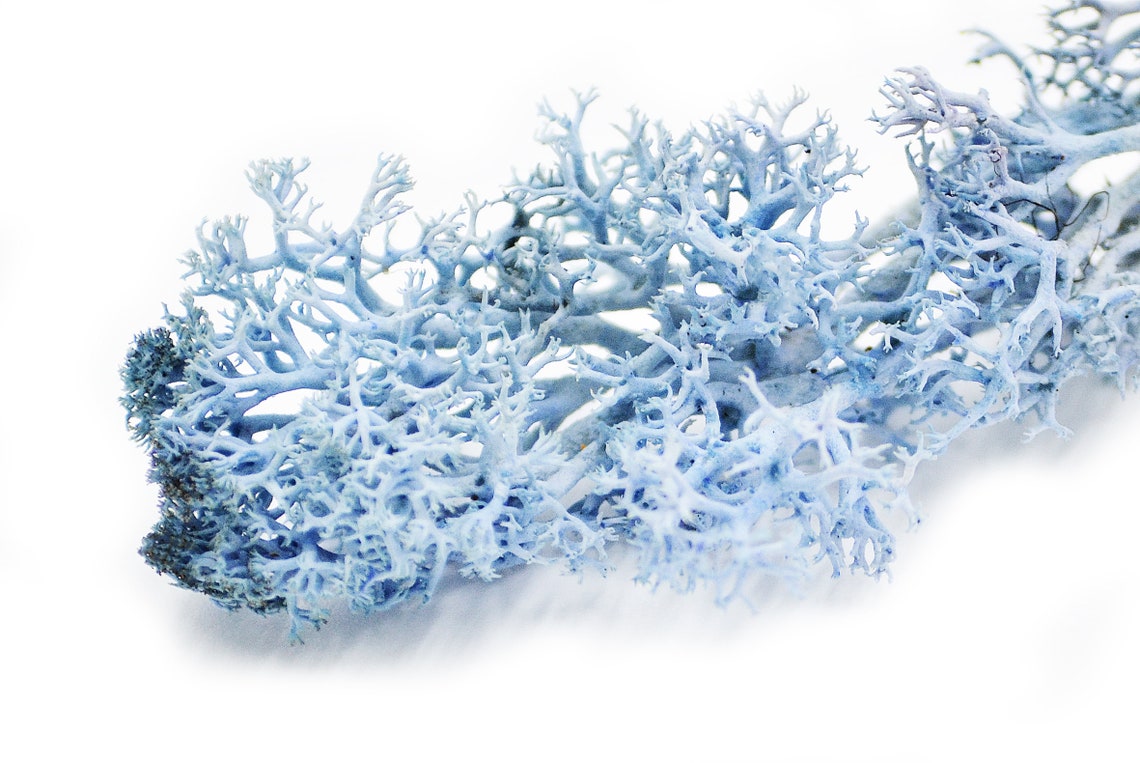 Quality Preserved Reindeer Moss (500g) Light Blue or Purple - Etsy