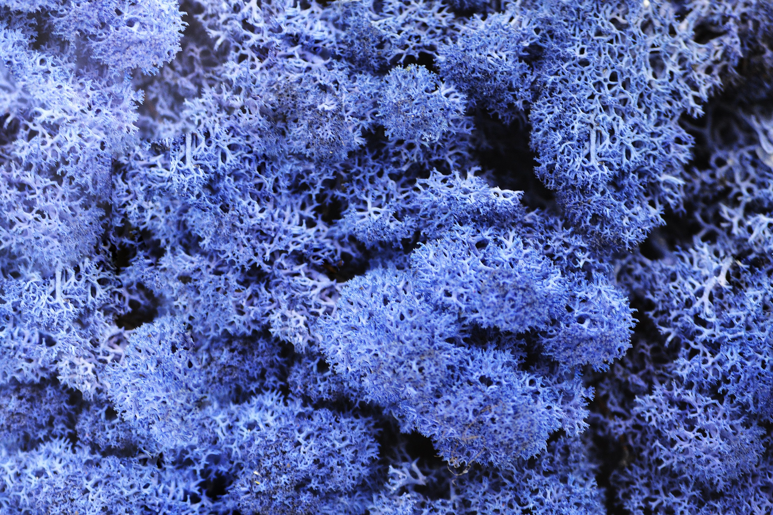 Calidad Conservado Renos Musgo 500g Erica, Azul Real, Melocotón - Etsy ...