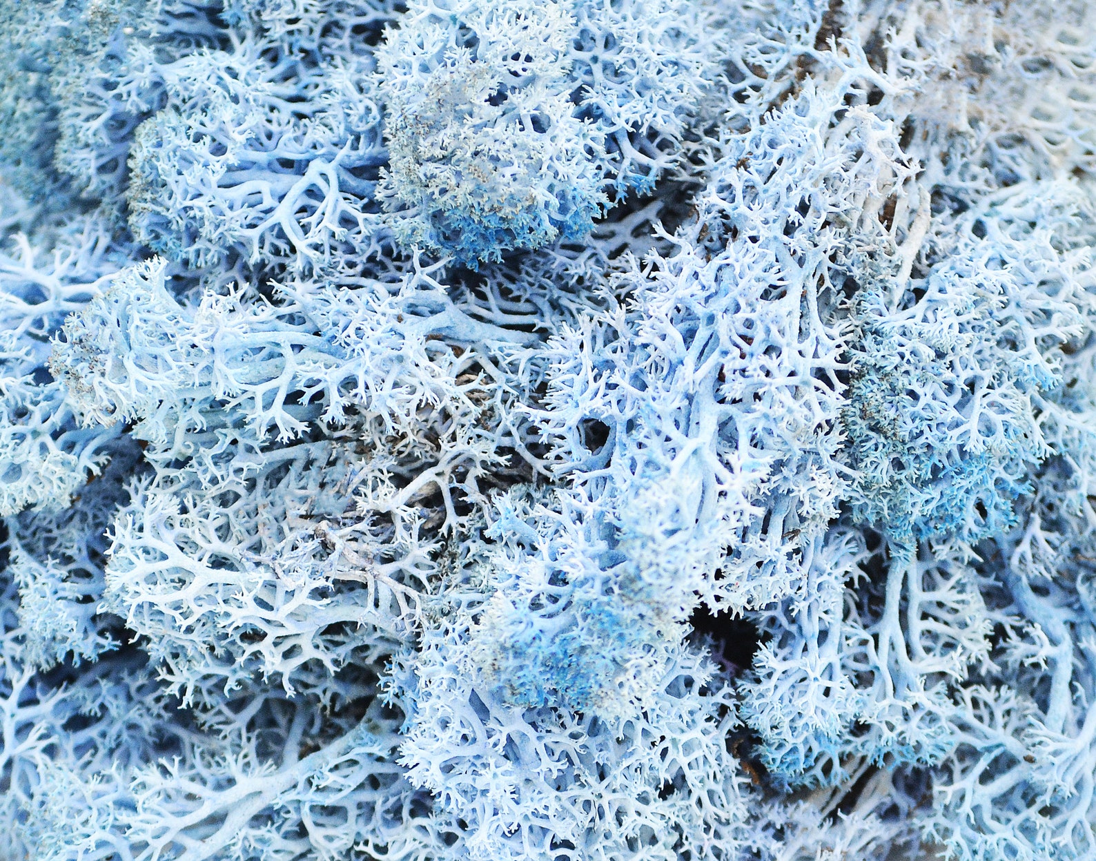 Quality Preserved Reindeer Moss (500g) Light Blue or Purple - Etsy