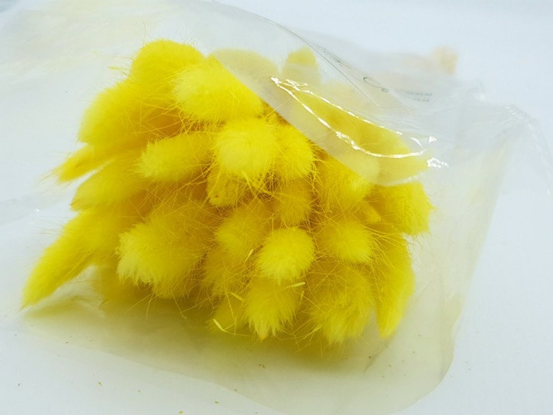 Lagurus Yellow Bunny Tail (28-30 Stems/bunch) - Etsy