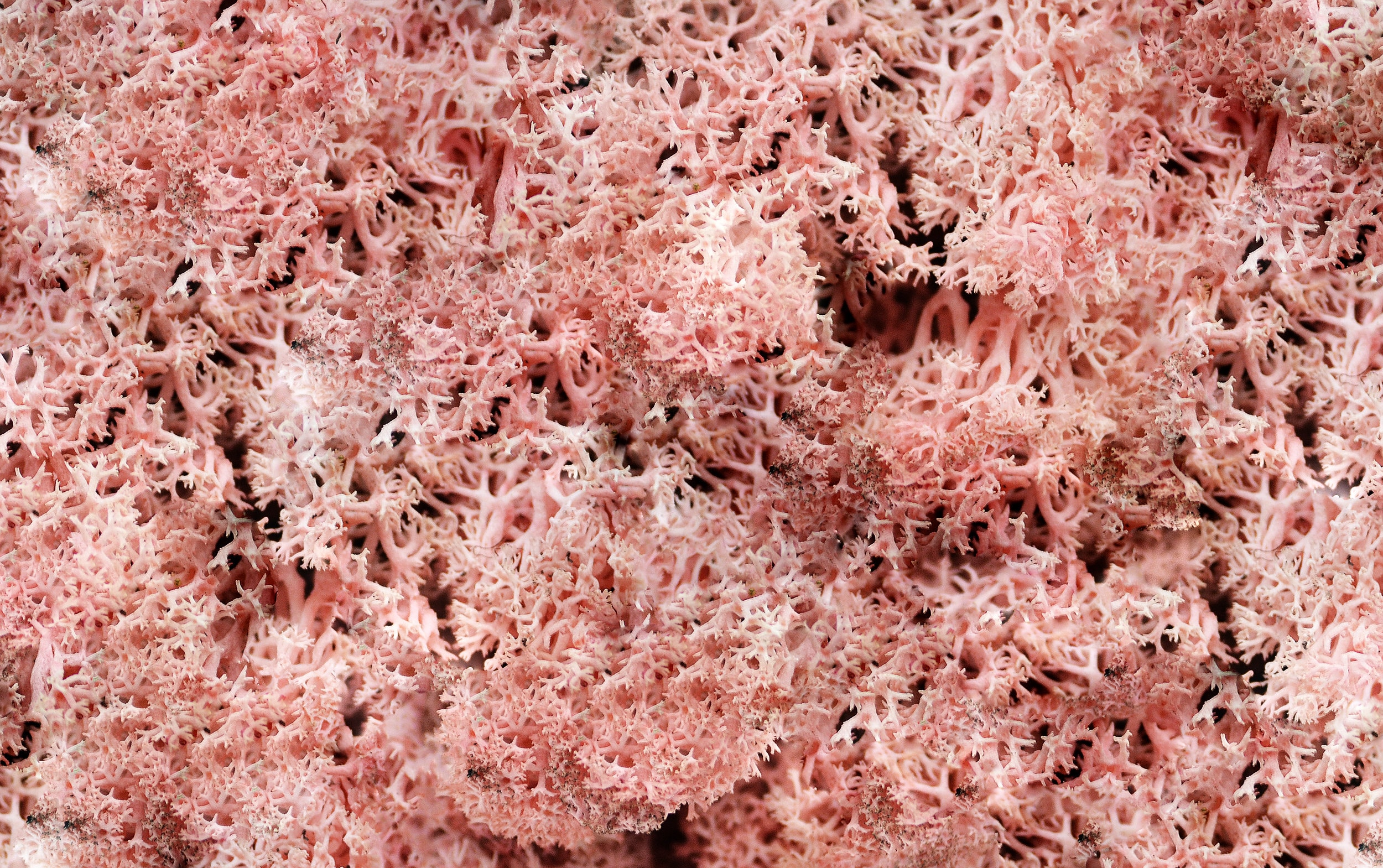 Calidad Conservada Renos Musgo (500g) Rosa o Crimsom - Etsy España