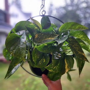 Pothos Cutting, Pothos Pup, Pothos Clipping, Pothos Starter Plant - Etsy