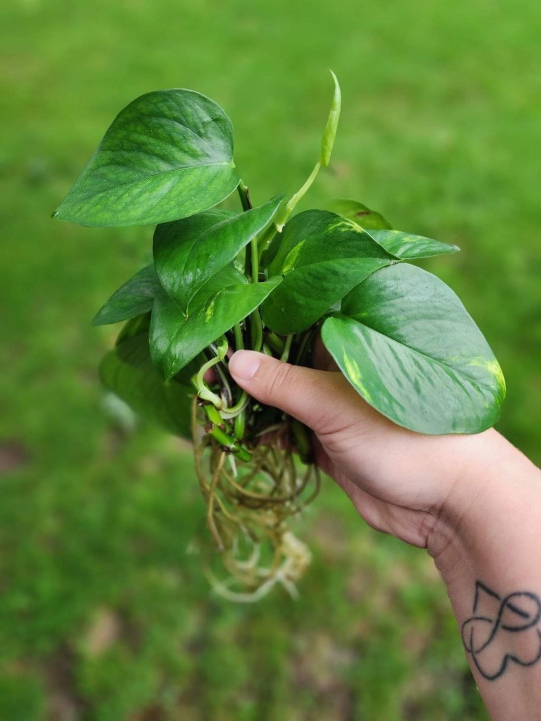 Pothos Cutting, Pothos Pup, Pothos Clipping, Pothos Starter Plant - Etsy