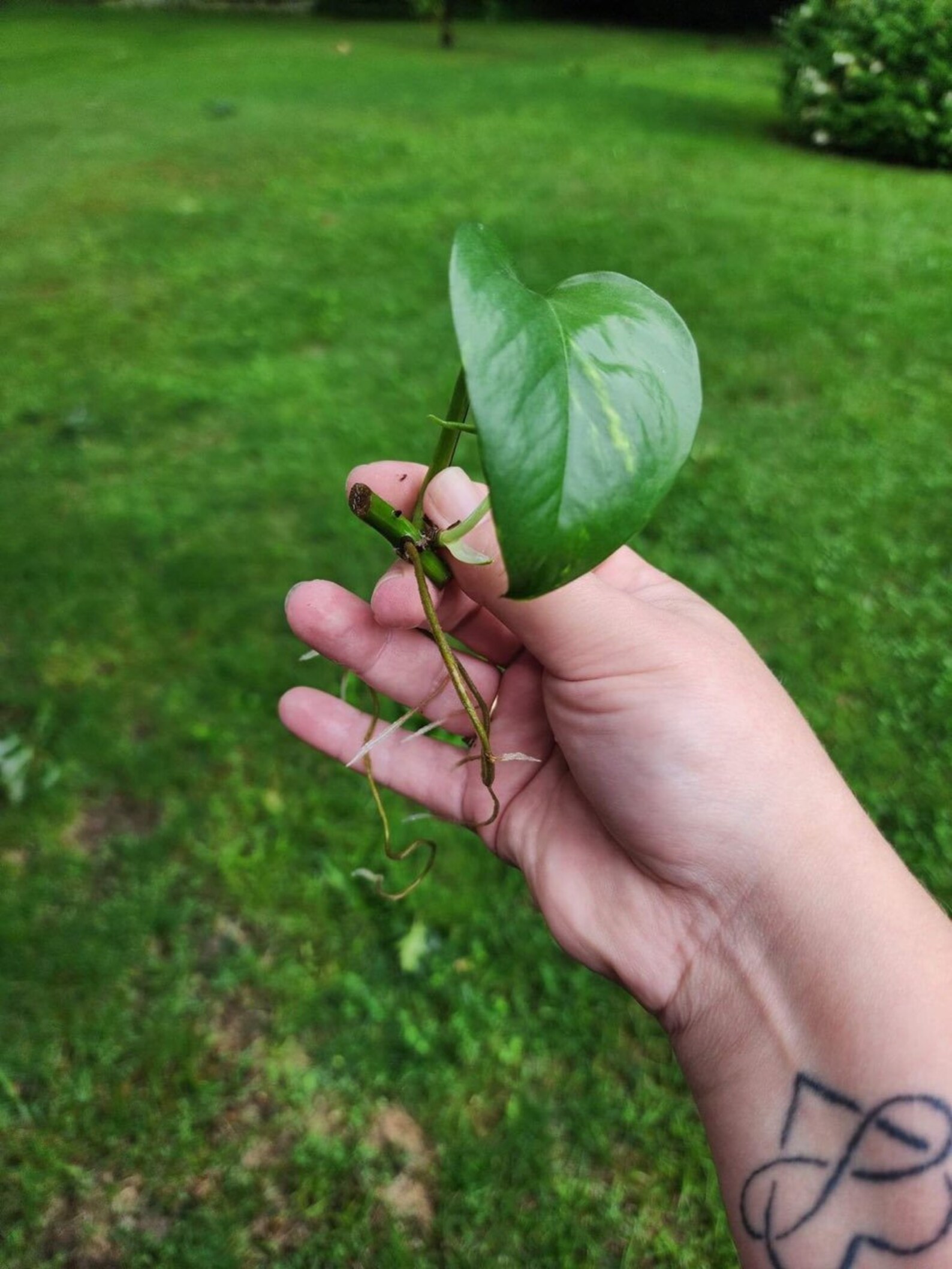 Pothos Cutting, Pothos Pup, Pothos Clipping, Pothos Starter Plant - Etsy