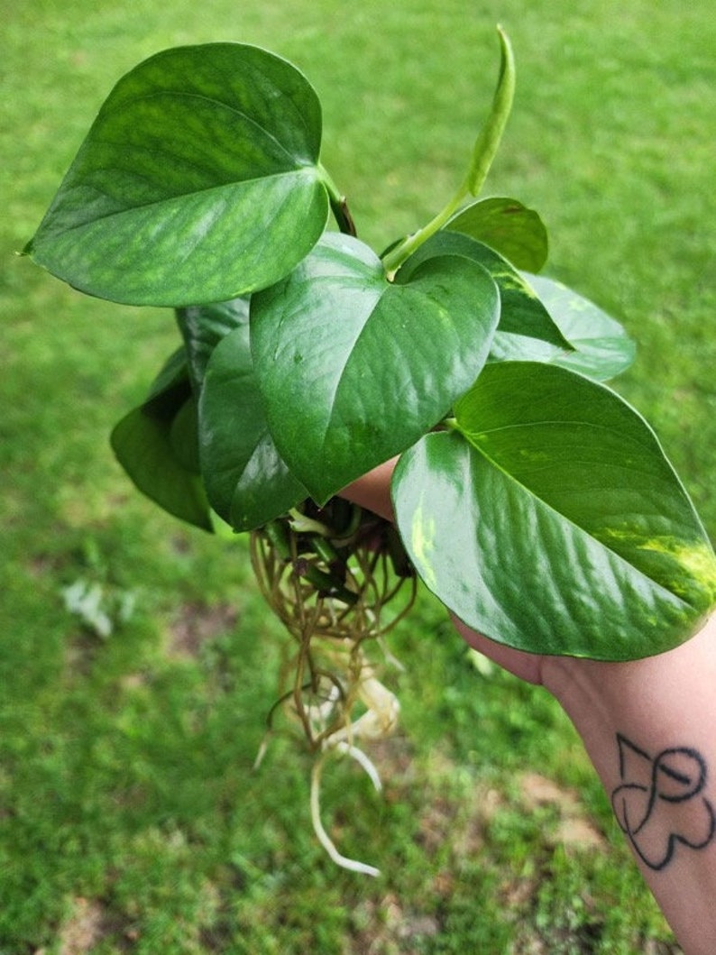 Pothos Cutting, Pothos Pup, Pothos Clipping, Pothos Starter Plant - Etsy