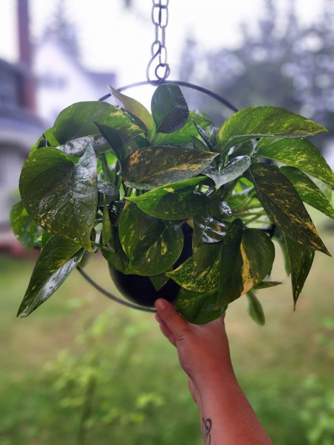 Pothos Cutting Pothos Pup Pothos Clipping Pothos Starter - Etsy