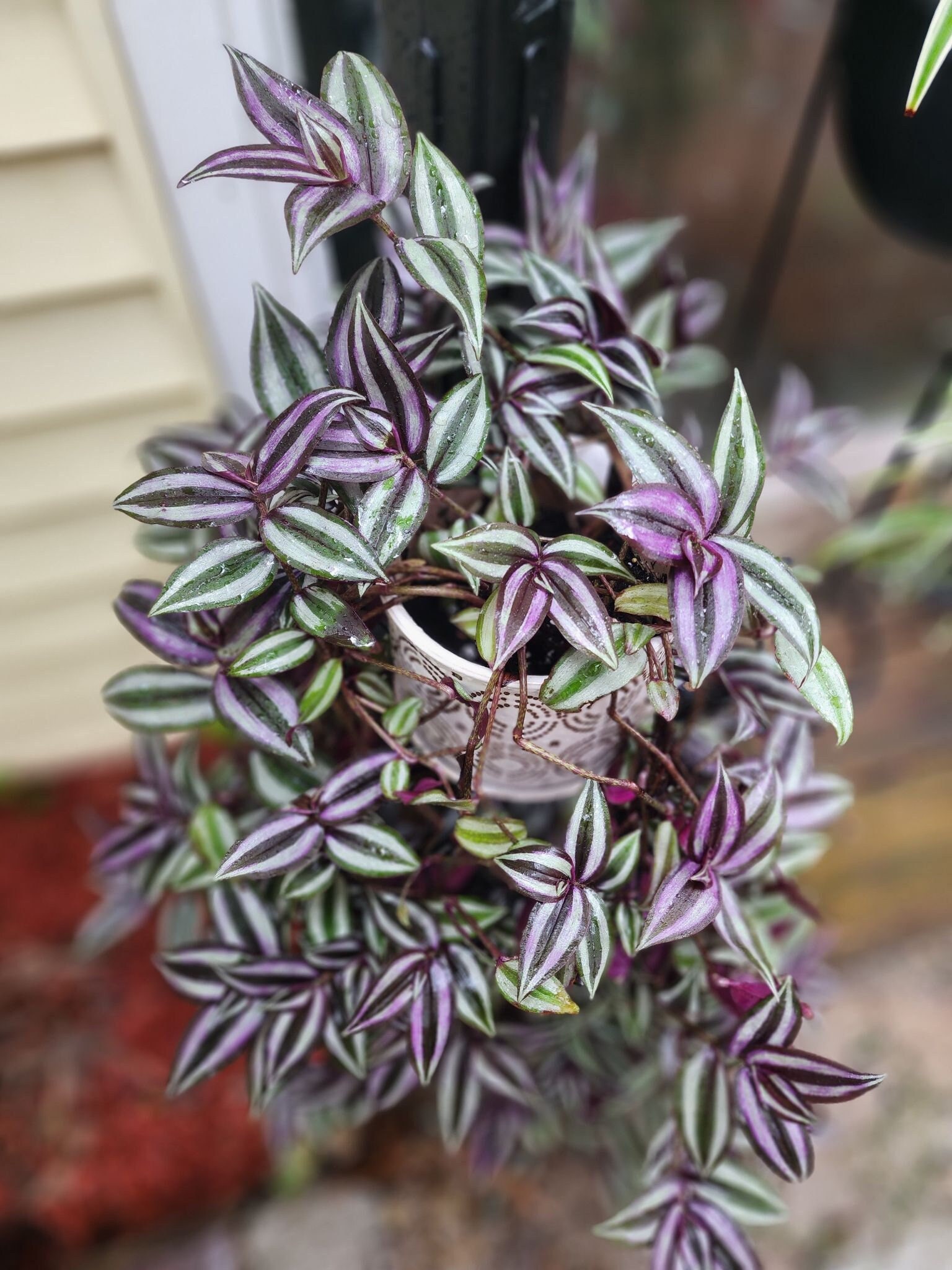 Wandering Dude (tradescantia Zebrina) Cutting, Wandering Dude ...