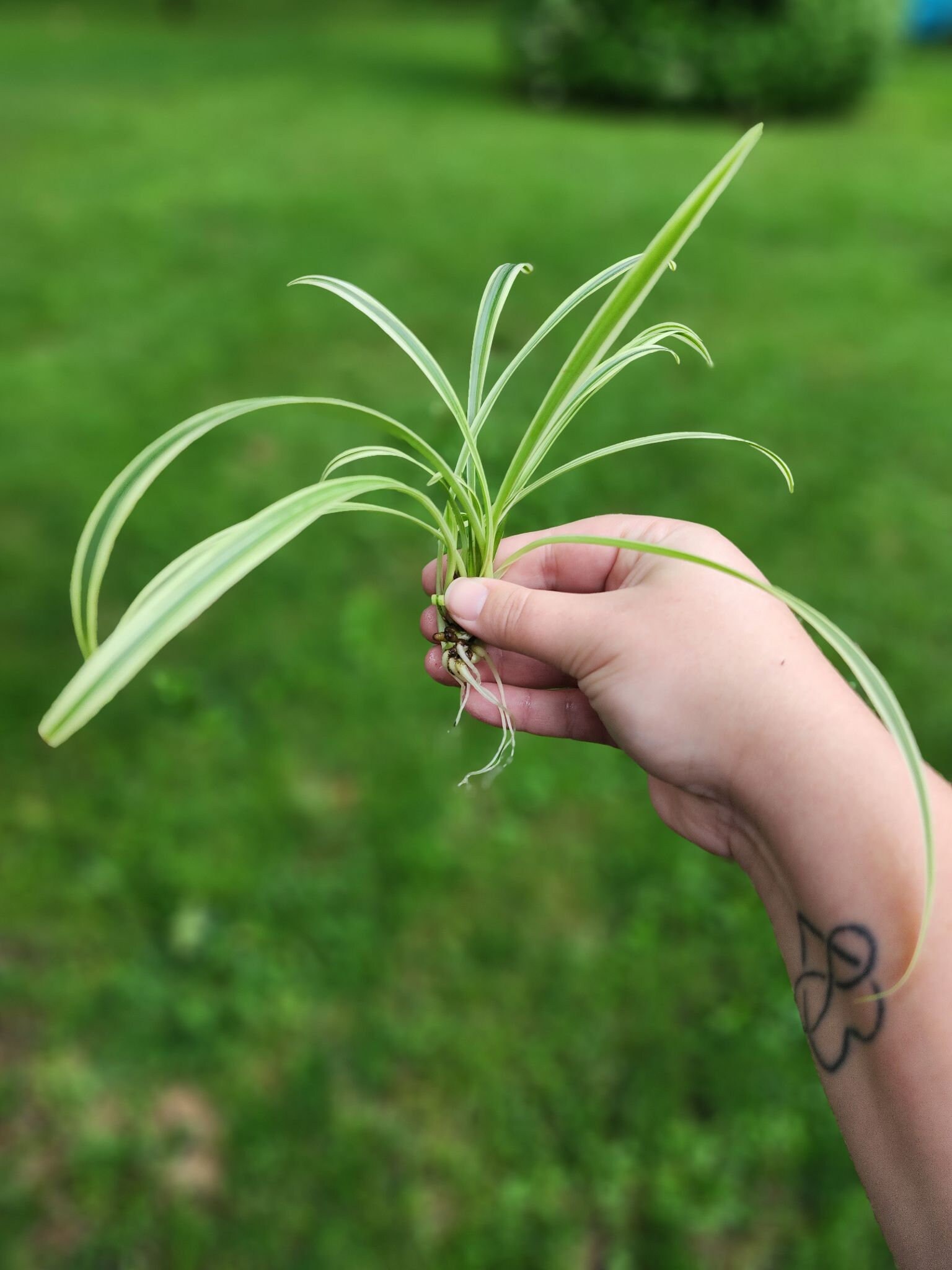Spider Plant Cutting, Spider Plant Pup, Spider Plant Clipping, Spider ...